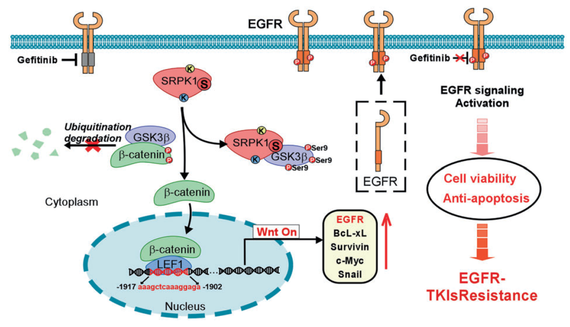 巩丽云教授课题组Oncogene在线发文揭示SRPK1非激酶活性调控GSK3β自磷酸化促进非小细胞肺癌EGFR-TKI耐药的新机制_新闻资讯 ...