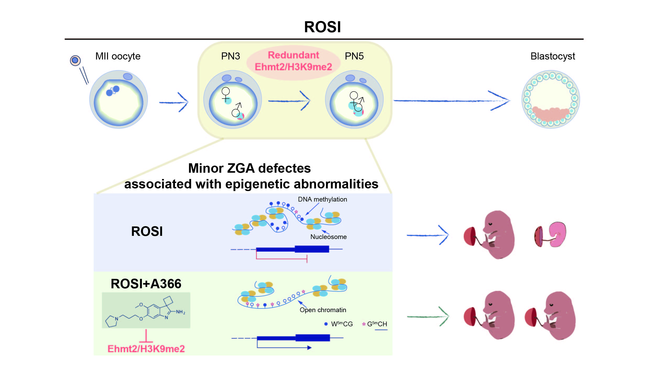 医学部常港团队在《Science Advances》发表研究论文找到优化男性不育辅助生殖技术的新策略_新闻动态_医学部科学研究
