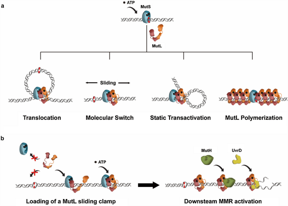 Genome Instability & Disease Volume 4. Issue 1 简介_Brief Introductions ...